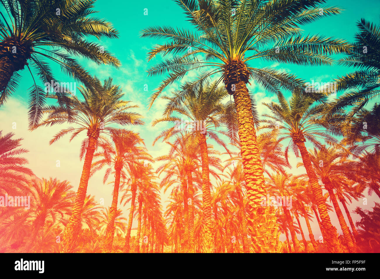 Tall palm trees filter hi-res stock photography and images - Alamy