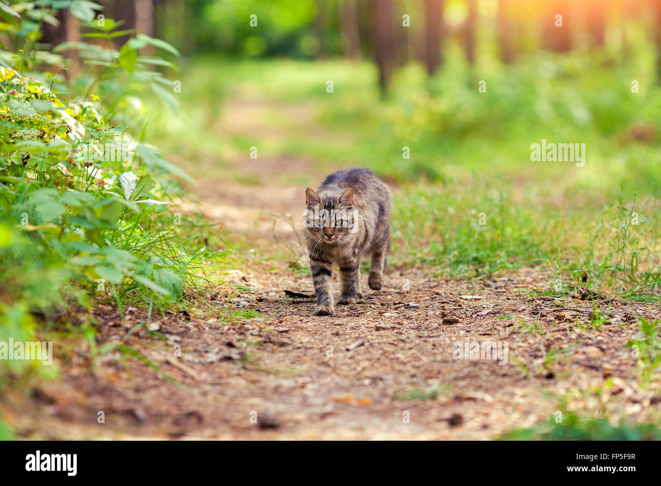 Cat walking in the forest in summer Stock Photo - Alamy