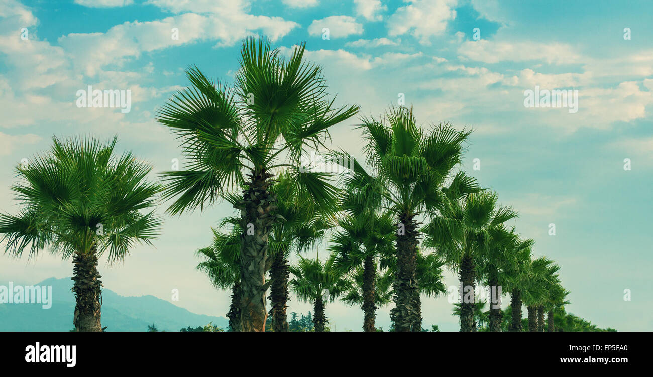 Palm trees up filter hi-res stock photography and images - Alamy