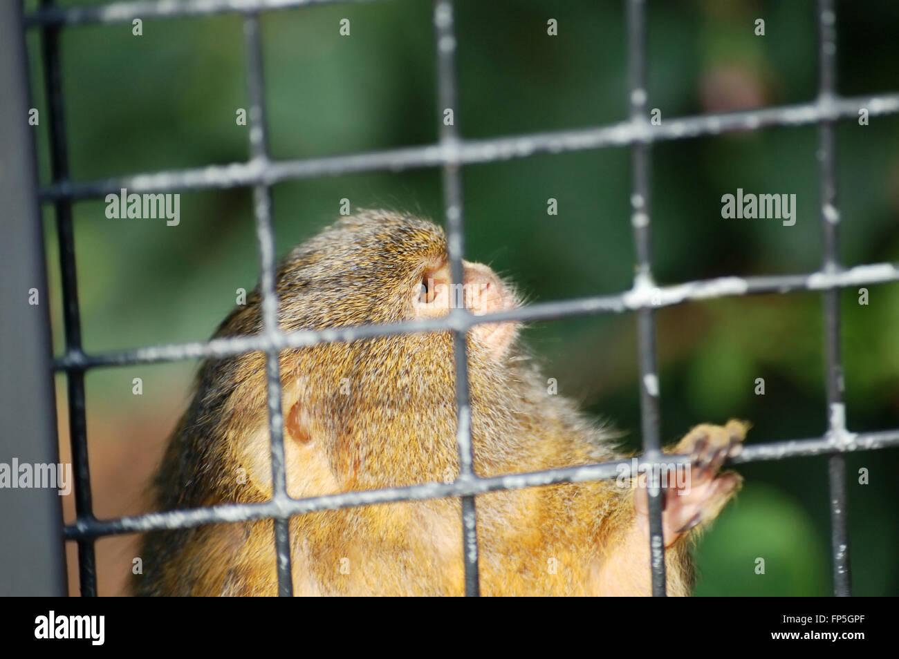 Caged zoo hi-res stock photography and images - Alamy