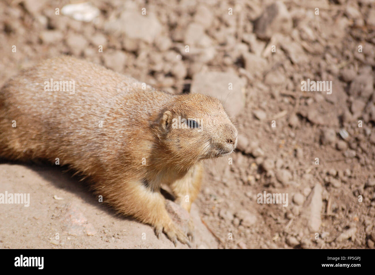 Attack mode hi-res stock photography and images - Alamy