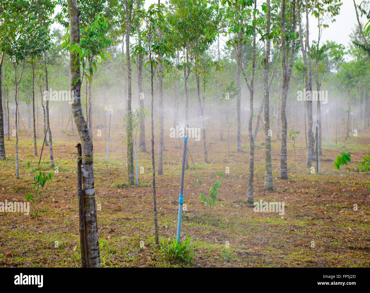 Spraying water in a field Stock Photo - Alamy