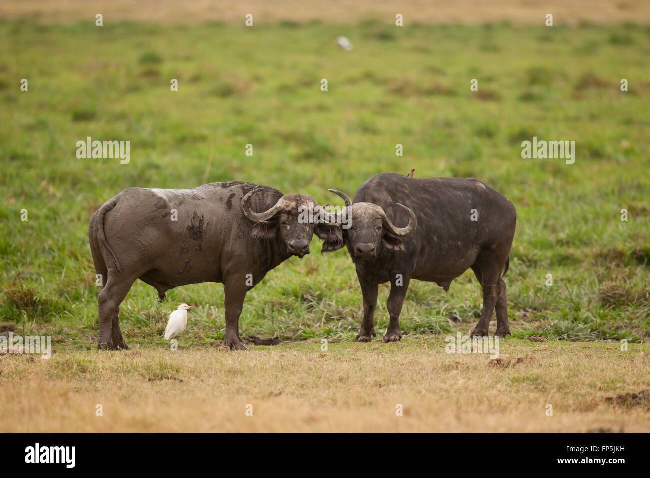Two buffalos in the savannah of Amboseli National Park of Kenya Stock ...