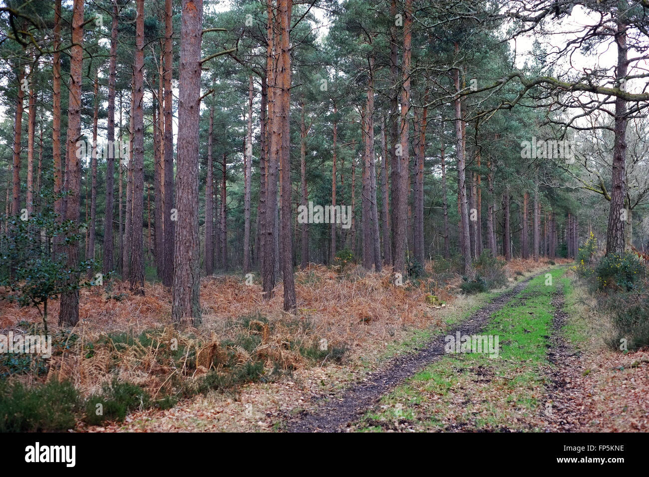 Ufton nervet hi-res stock photography and images - Alamy