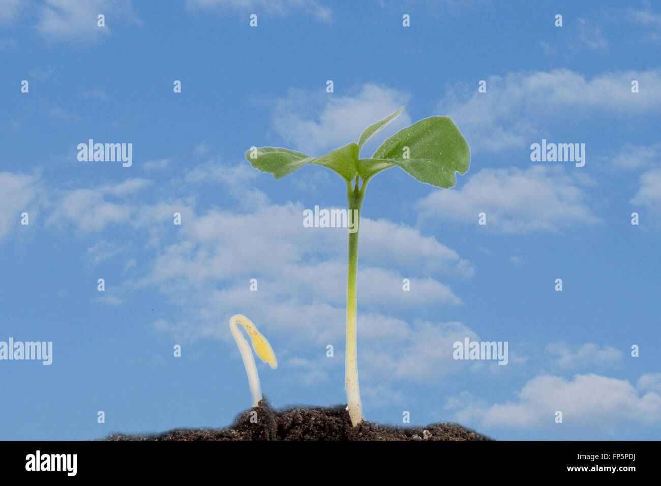 two growth sprout on cloudy sky background Stock Photo - Alamy