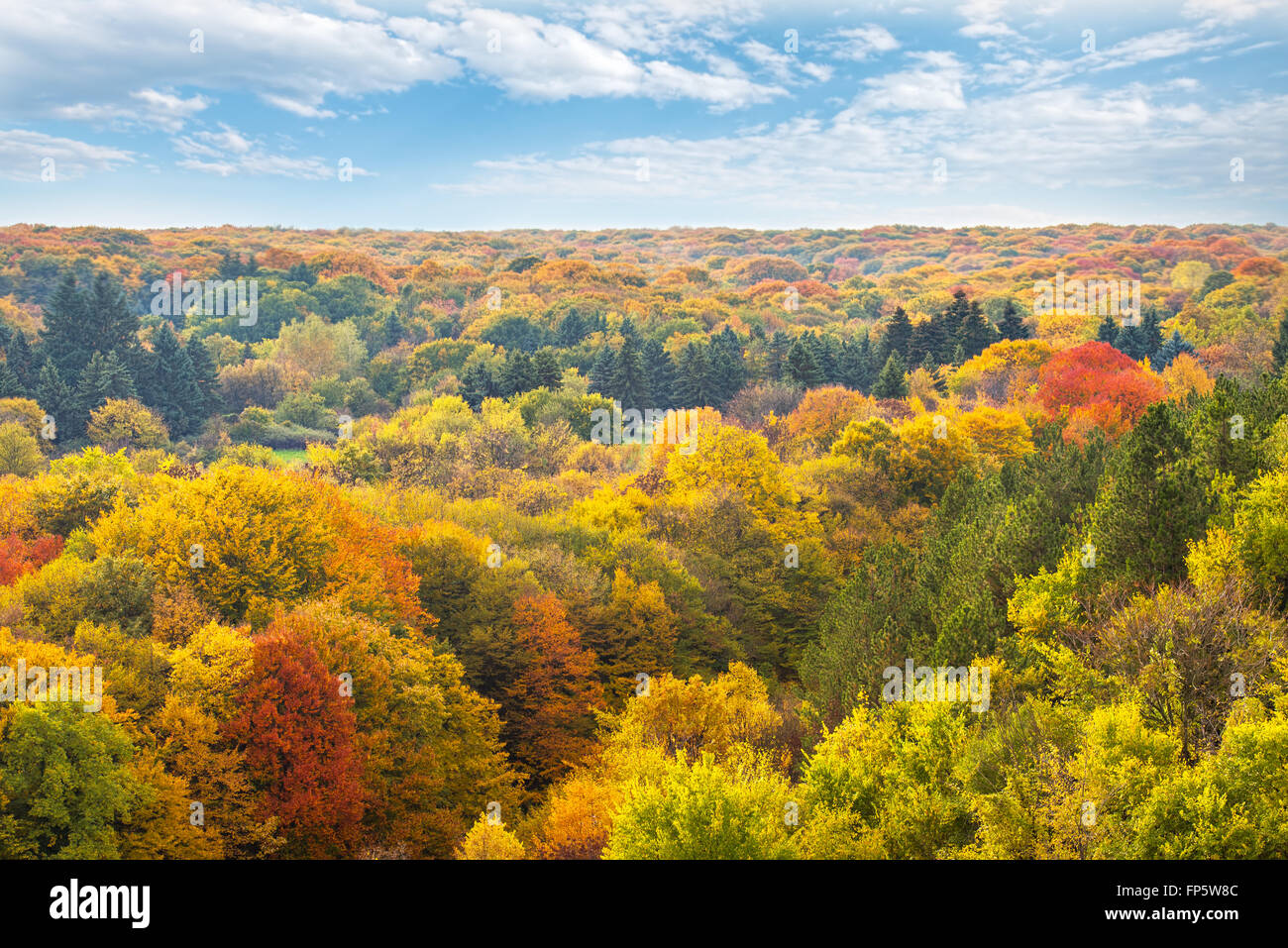 Aerial view of autumn forest Stock Photo - Alamy