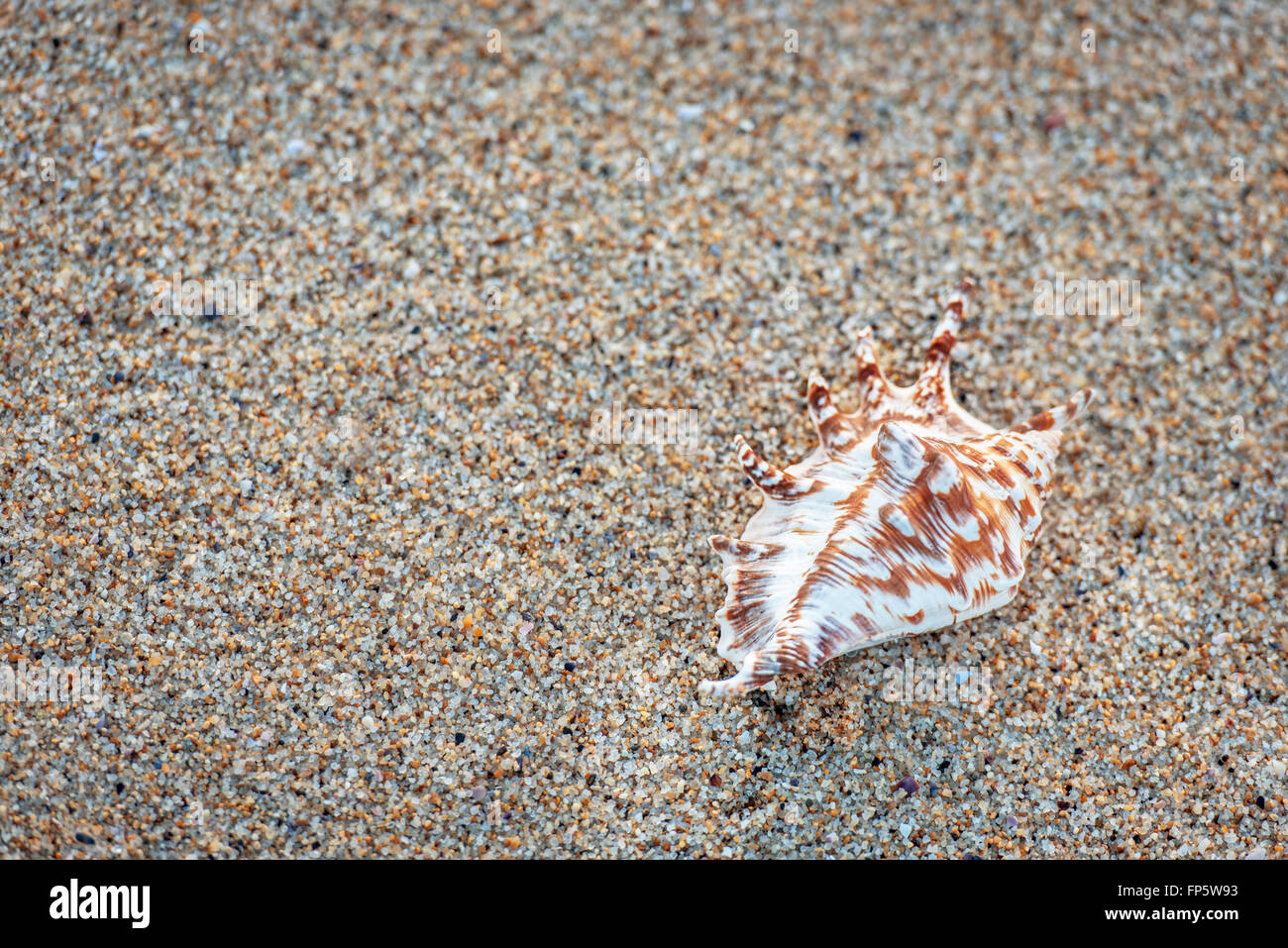 Seashell on the sand Stock Photo - Alamy