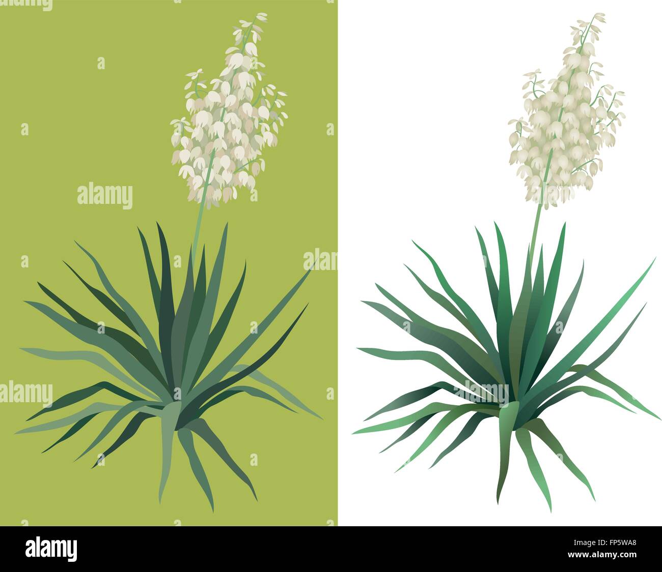 Yucca bloom Stock Vector Images - Alamy