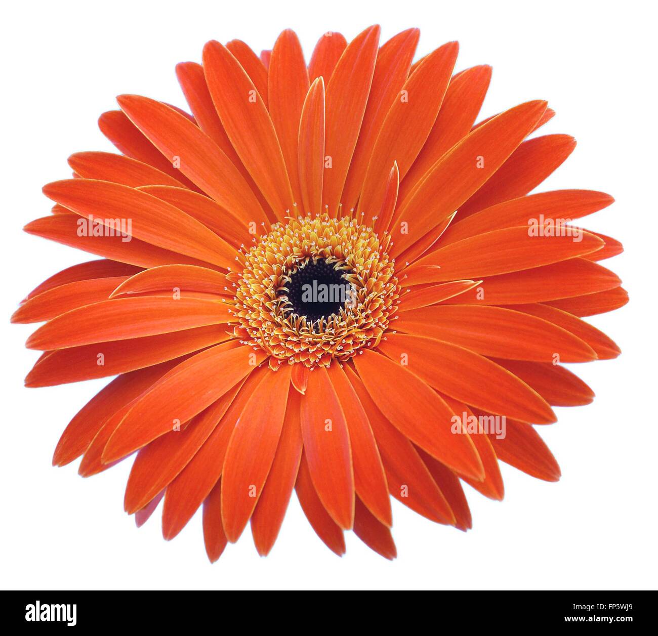 Single orange gerbera isolated on white background Stock Photo - Alamy