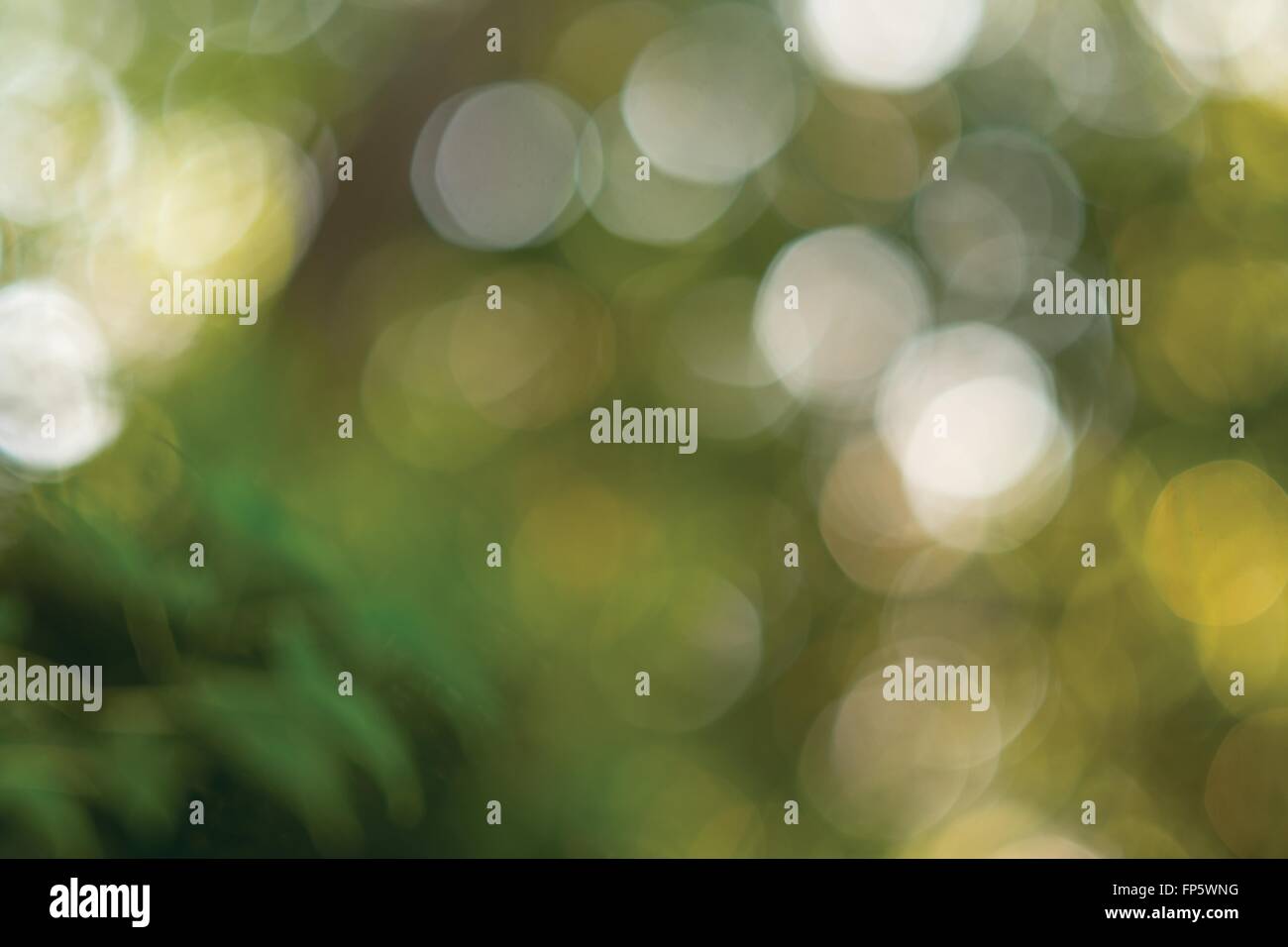 Out of focus round bokeh nature forest trees background design Stock ...