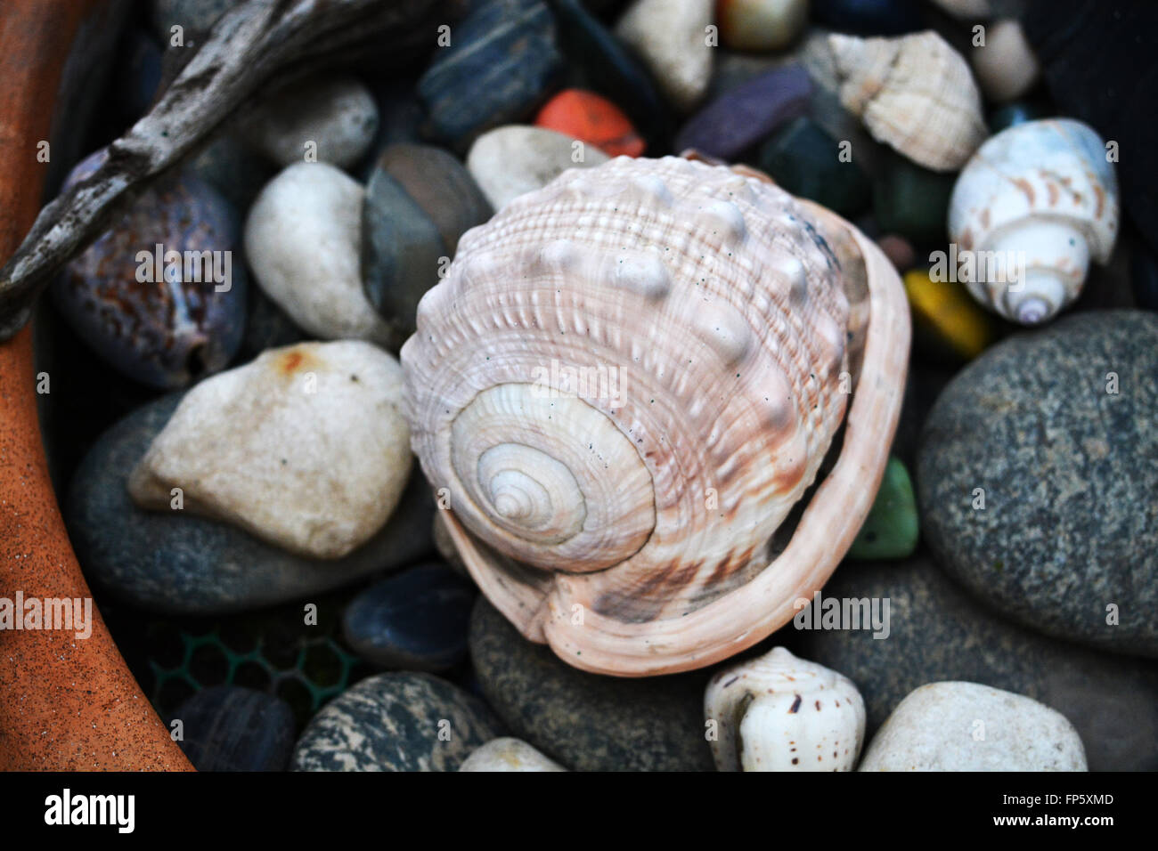 Sea shell stones making background Stock Photo - Alamy