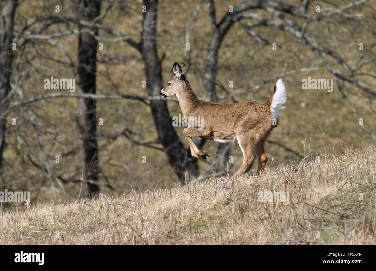 White tail jump deer hi-res stock photography and images - Alamy