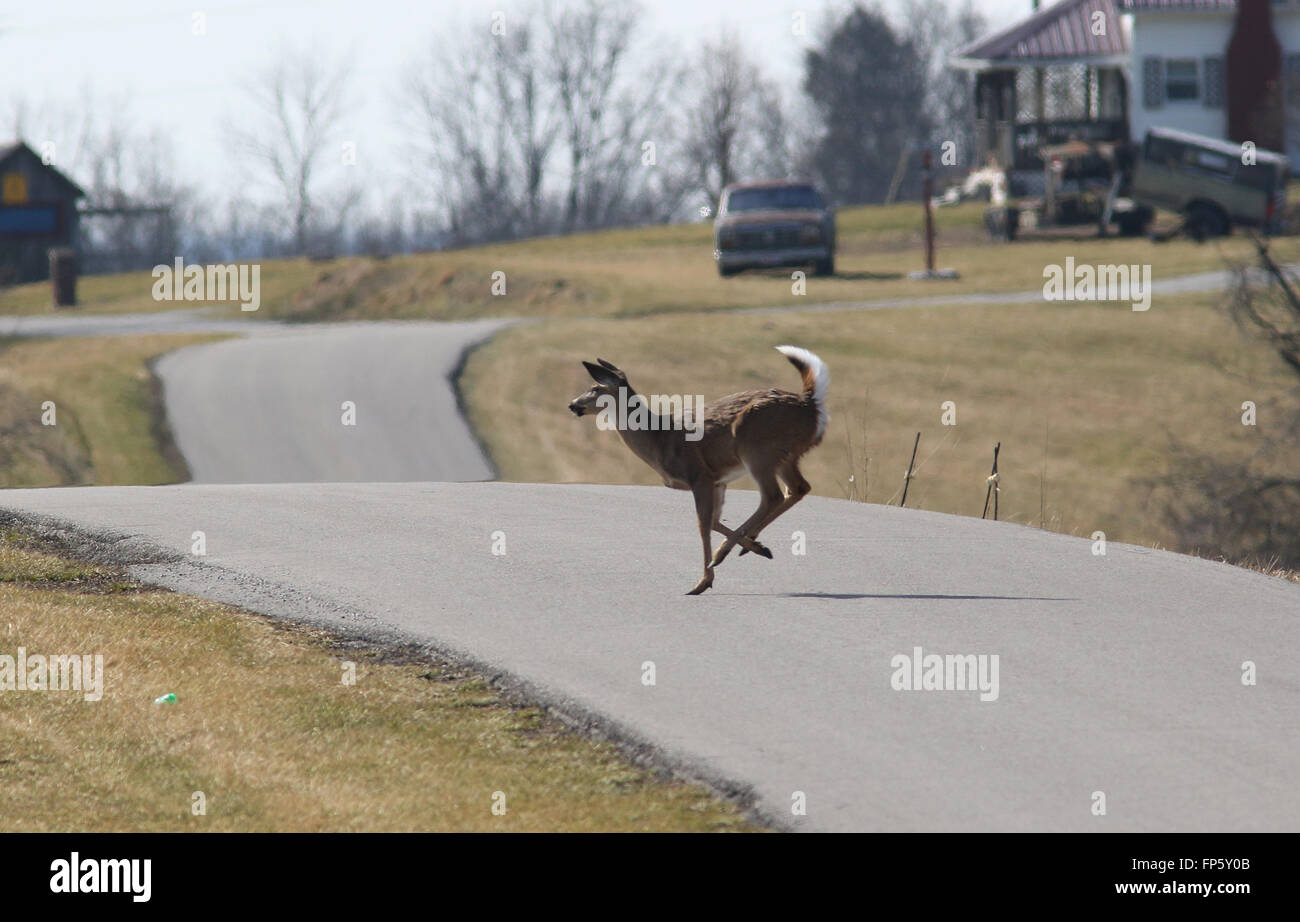 Running across road hi-res stock photography and images - Alamy