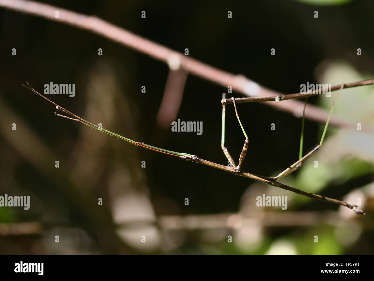 Walking stick insect camouflage mimic hi-res stock photography and ...