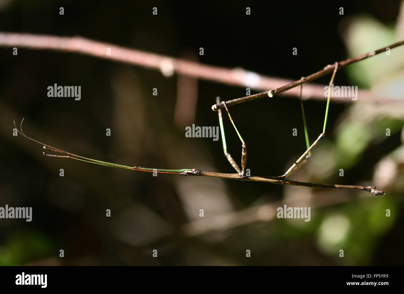 Walking stick insect camouflage hi-res stock photography and images - Alamy