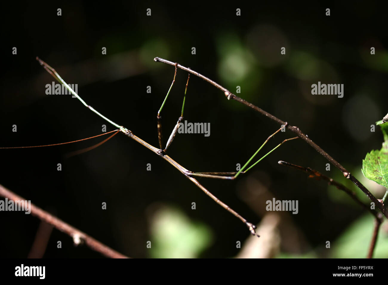 Camouflage insect walking leaf hi-res stock photography and images - Alamy