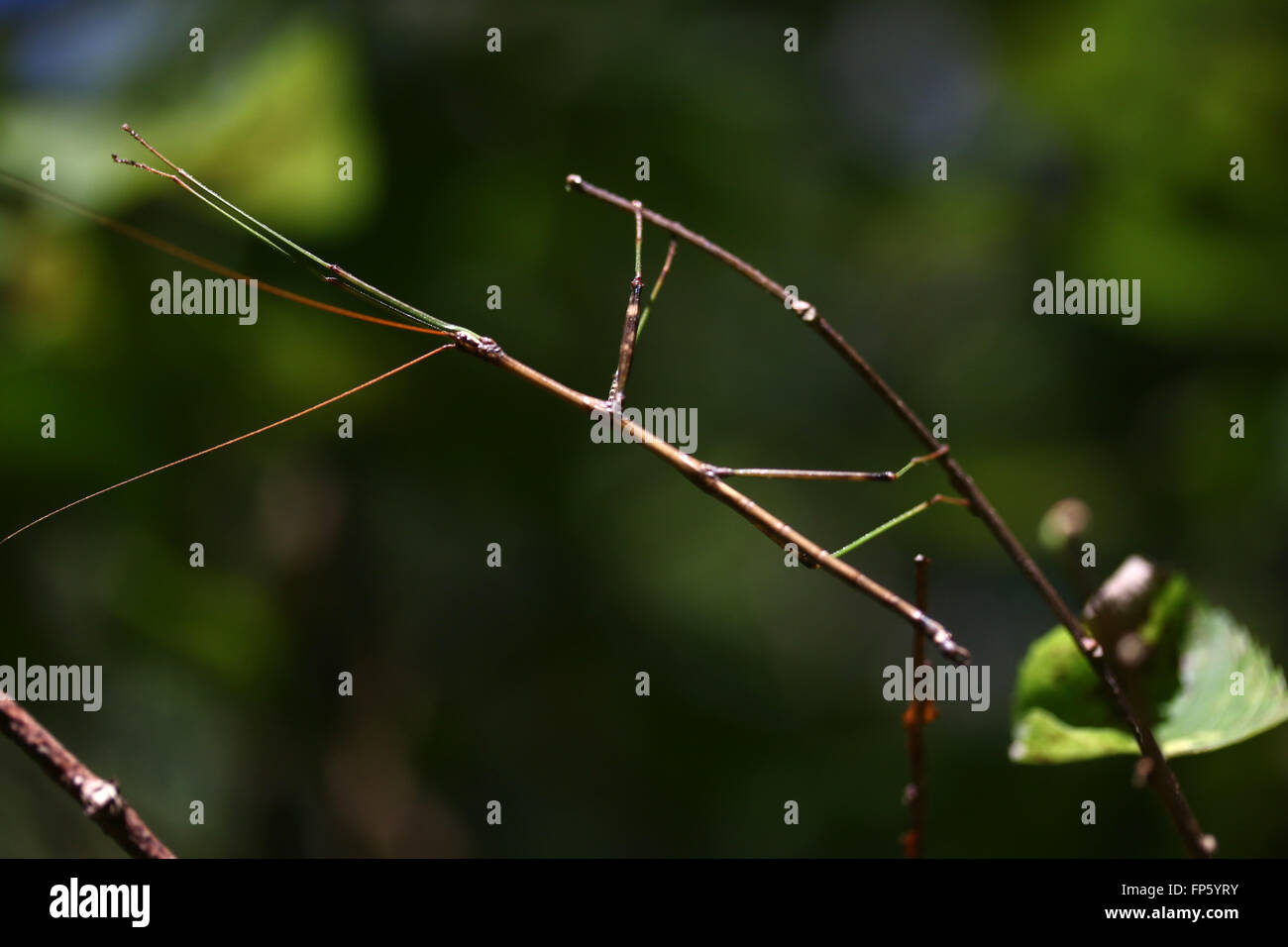 Walking stick insect camouflage hi-res stock photography and images - Alamy