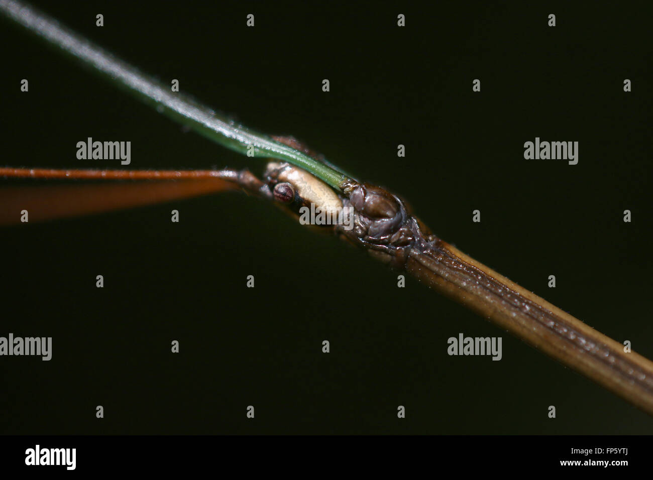 Walking stick insect on branch Stock Photo - Alamy