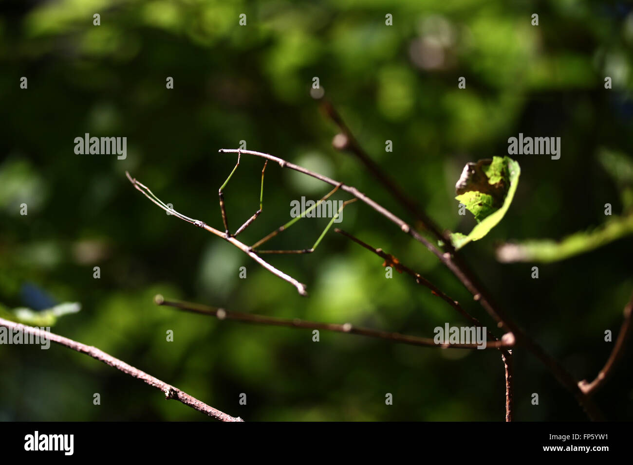 Walking Stick Insect Camouflage