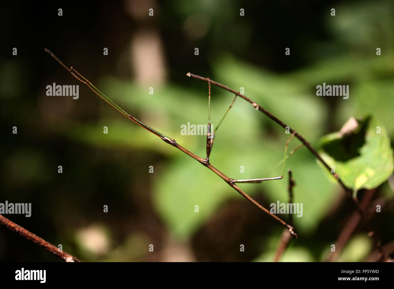 Walking stick insect on branch Stock Photo - Alamy