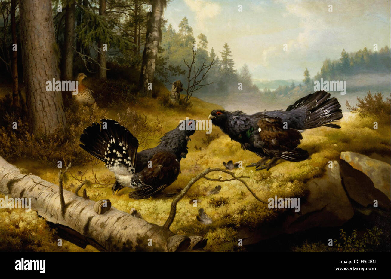 Ferdinand von Wright - The Fighting Capercaillies Stock Photo - Alamy