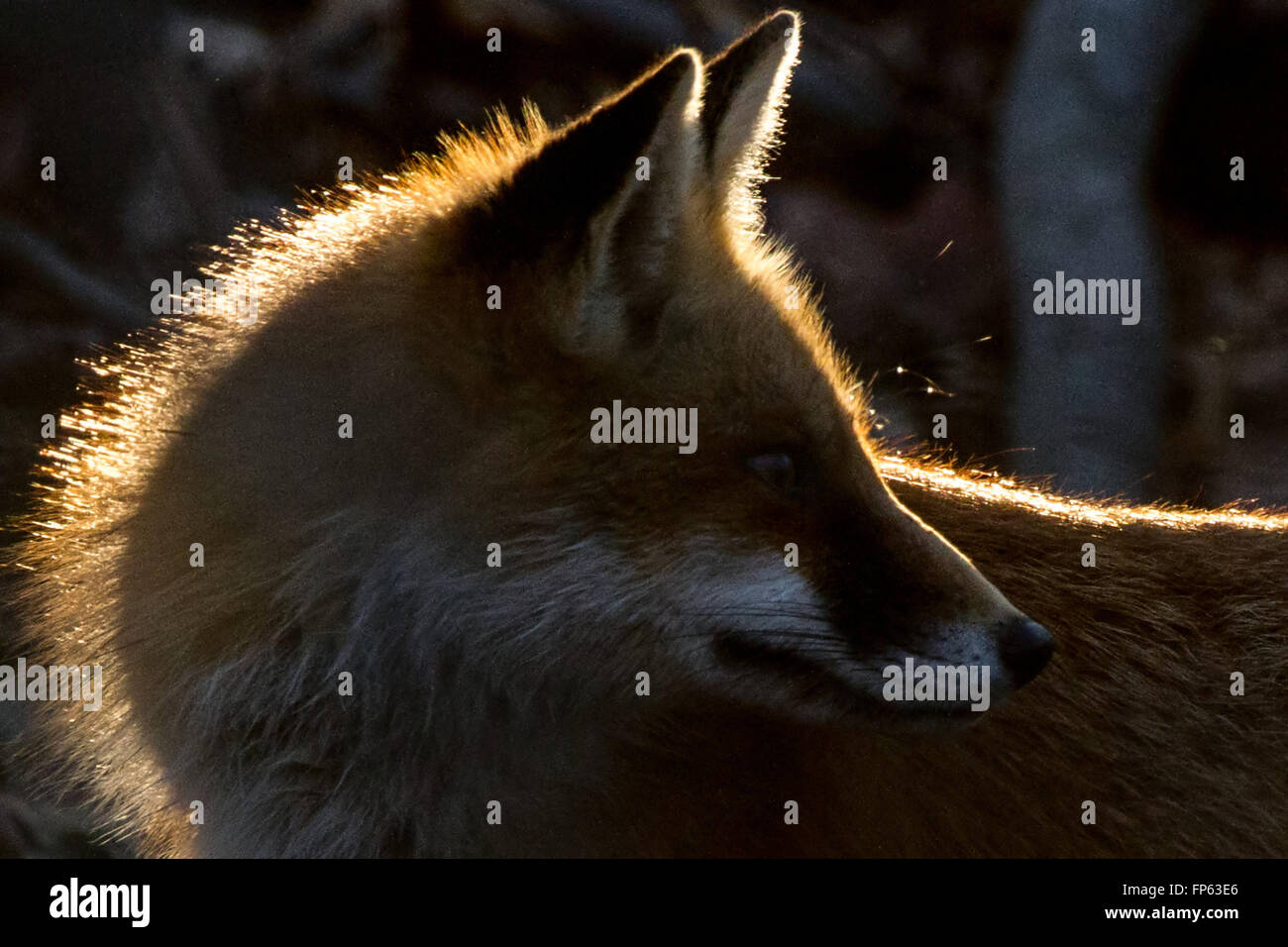 red fox silhouette in the morning sun Stock Photo - Alamy