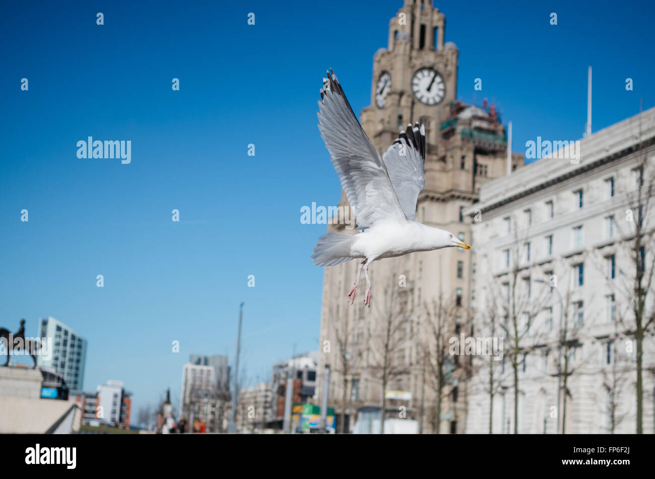 Seagull in flight, Liverpool waterfront Stock Photo - Alamy