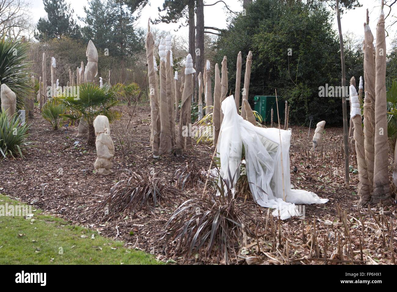 Tender plants wrapped in hessian and straw for winter frost protection ...