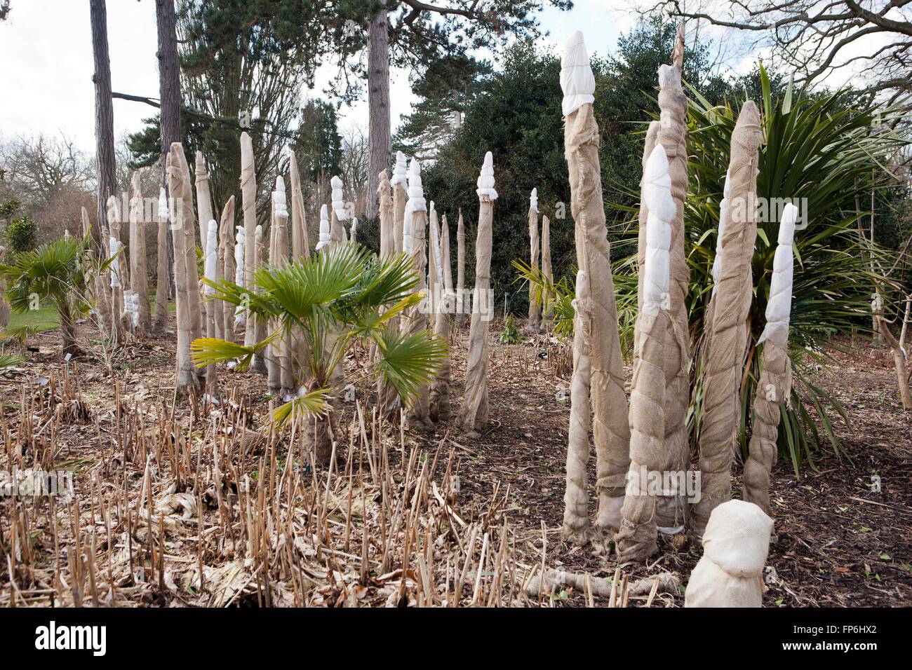 Tender plants wrapped in hessian and straw for winter frost protection ...