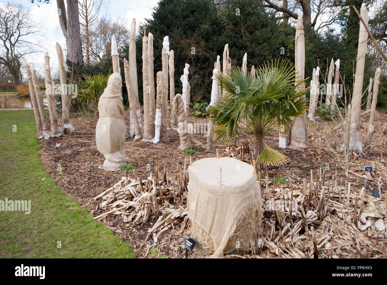 Tender plants wrapped in hessian and straw for winter frost protection ...