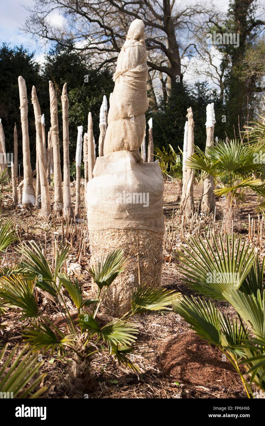 Tender plants wrapped in hessian and straw for winter frost protection ...