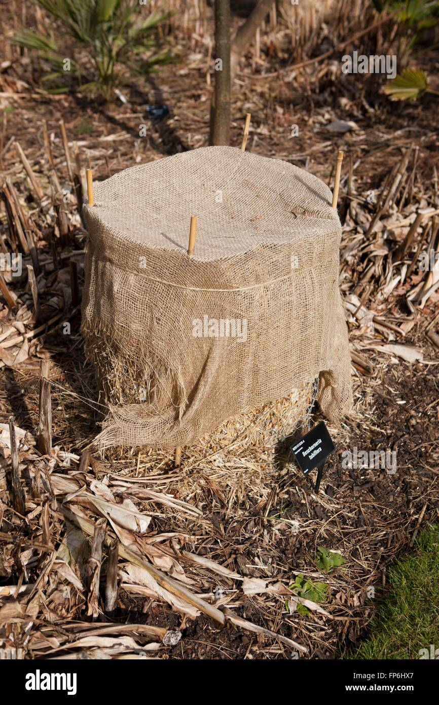 Tender plants wrapped in hessian and straw for winter frost protection ...