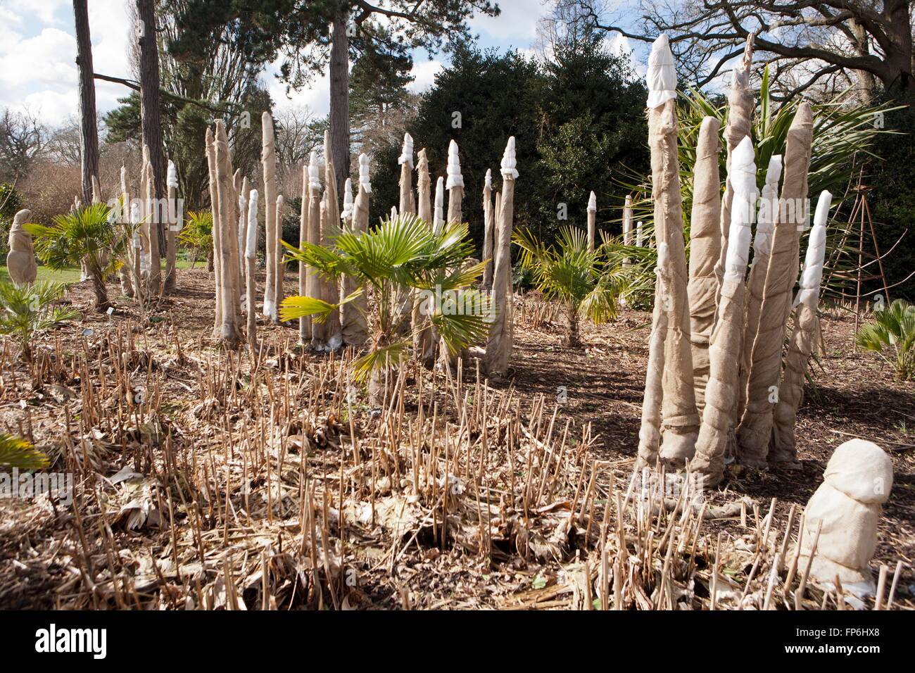 Tender plants wrapped in hessian and straw for winter frost protection ...