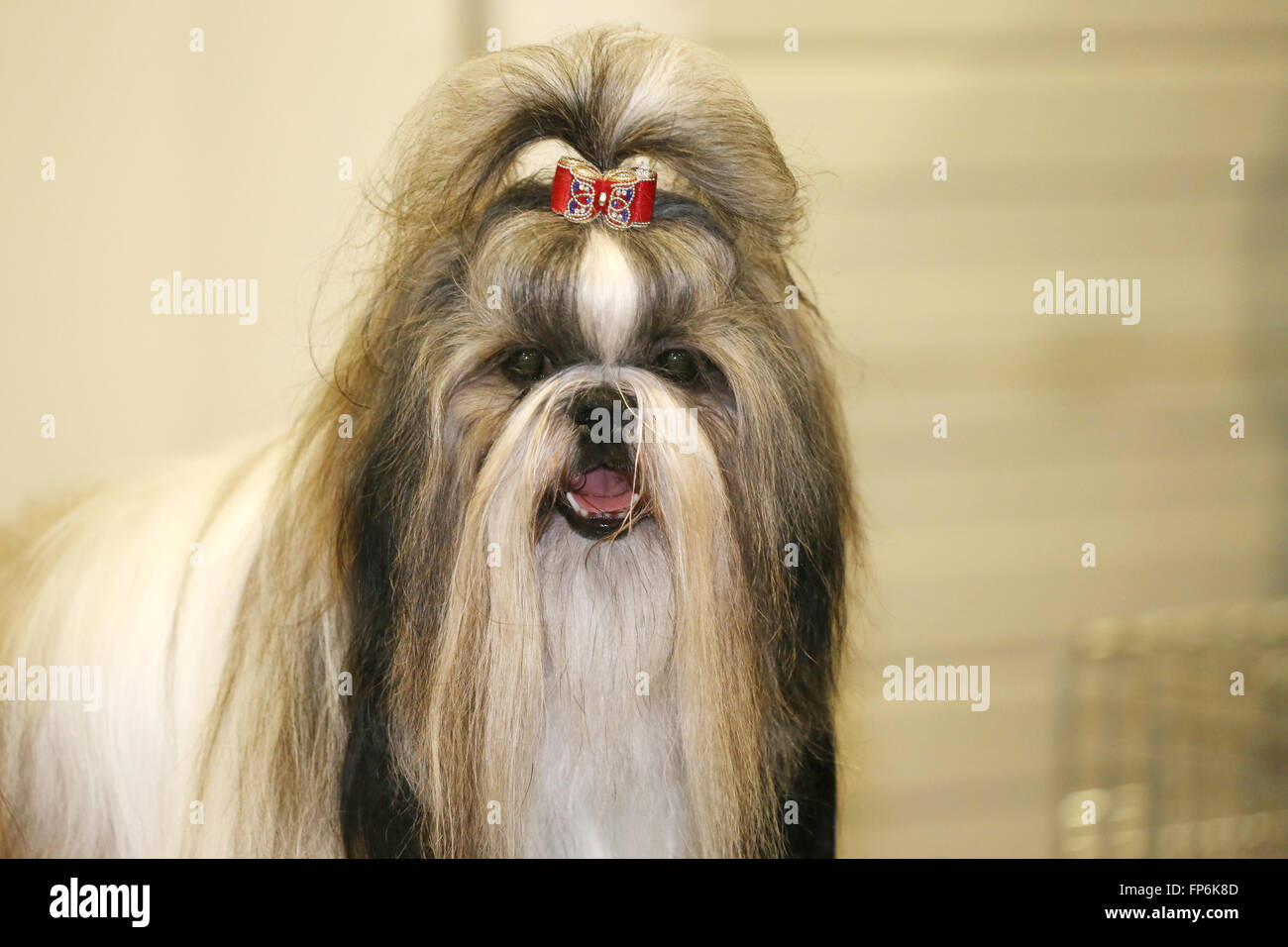 Peaceful adorable cute shih tzu dog sitting Stock Photo - Alamy