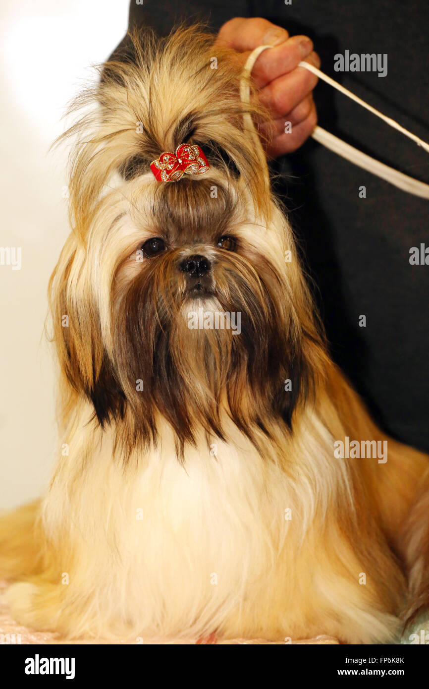 Peaceful cute shih tzu puppy dog sitting Stock Photo - Alamy