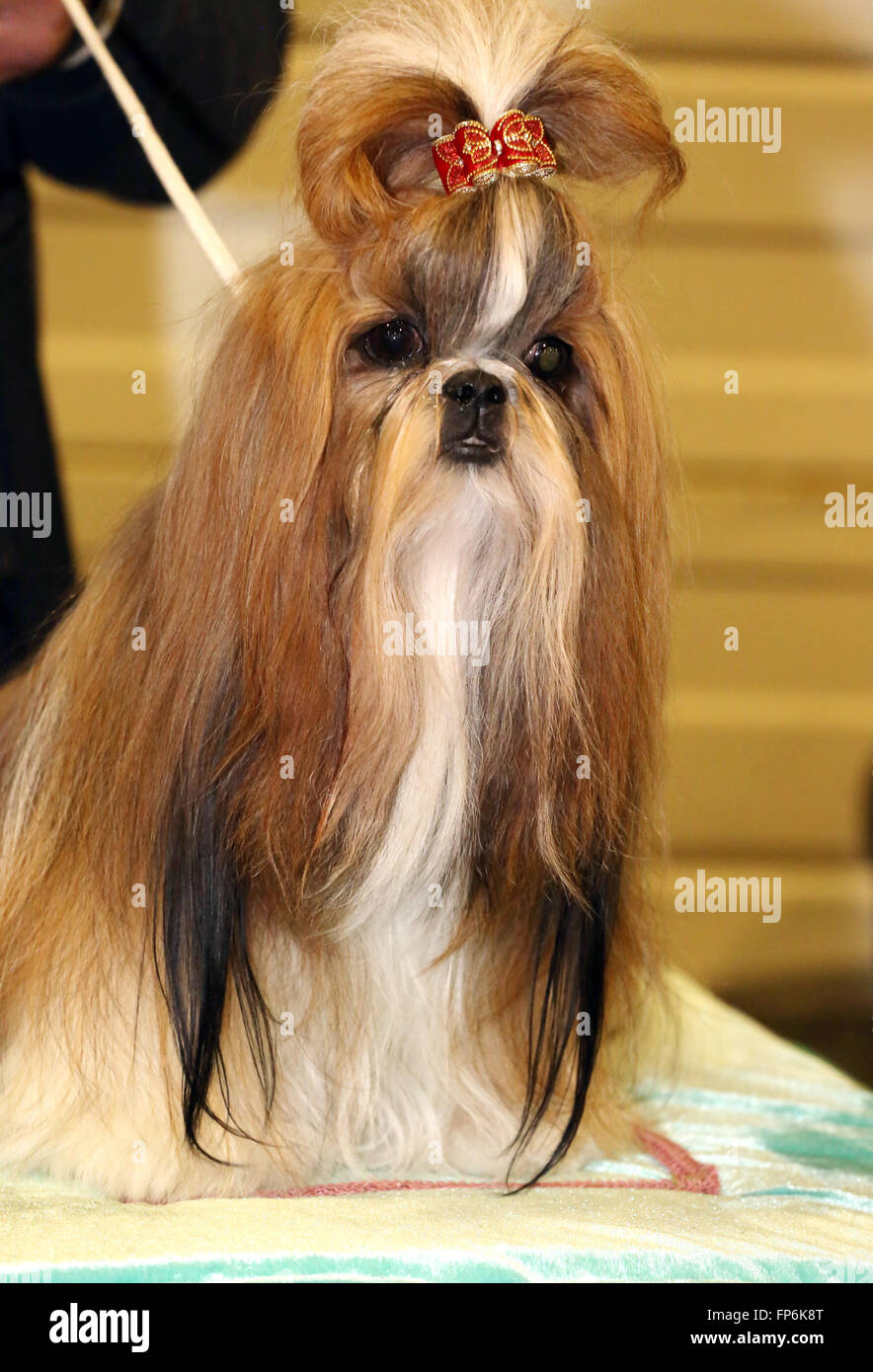 Peaceful adorable cute shih tzu dog sitting Stock Photo - Alamy
