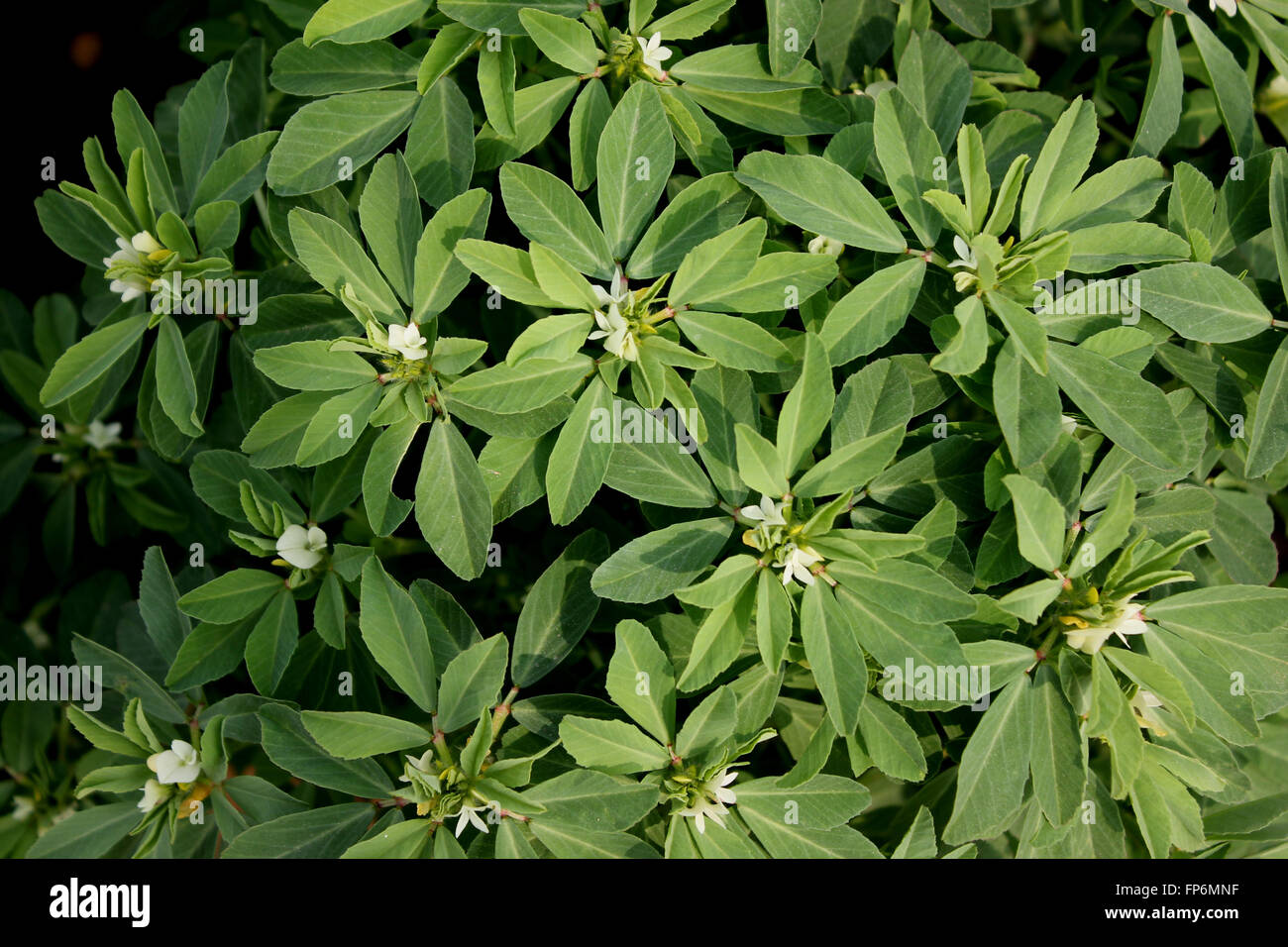 Herb leaves trifoliate hi-res stock photography and images - Alamy