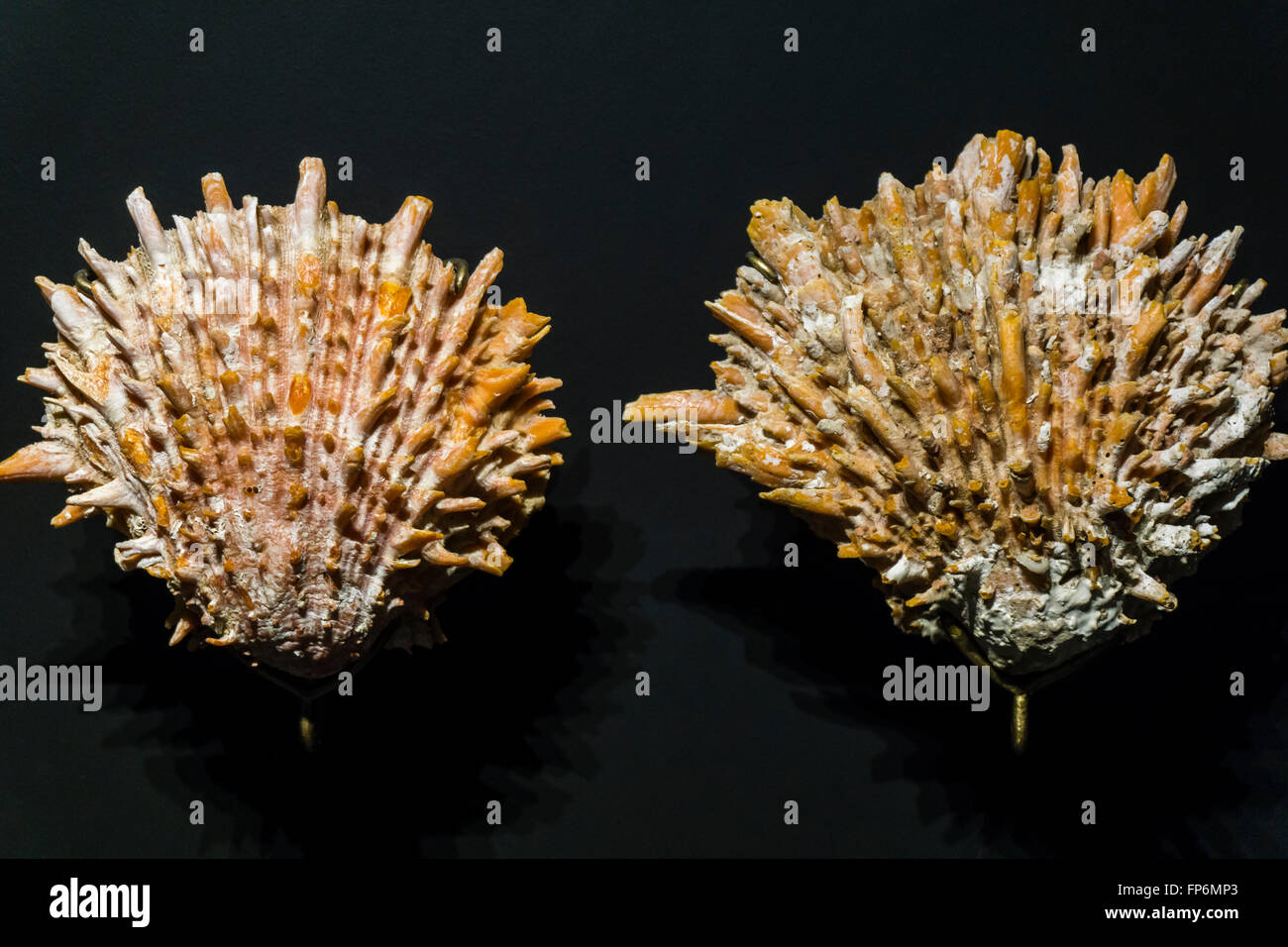 Pachacamac museum hi-res stock photography and images - Alamy