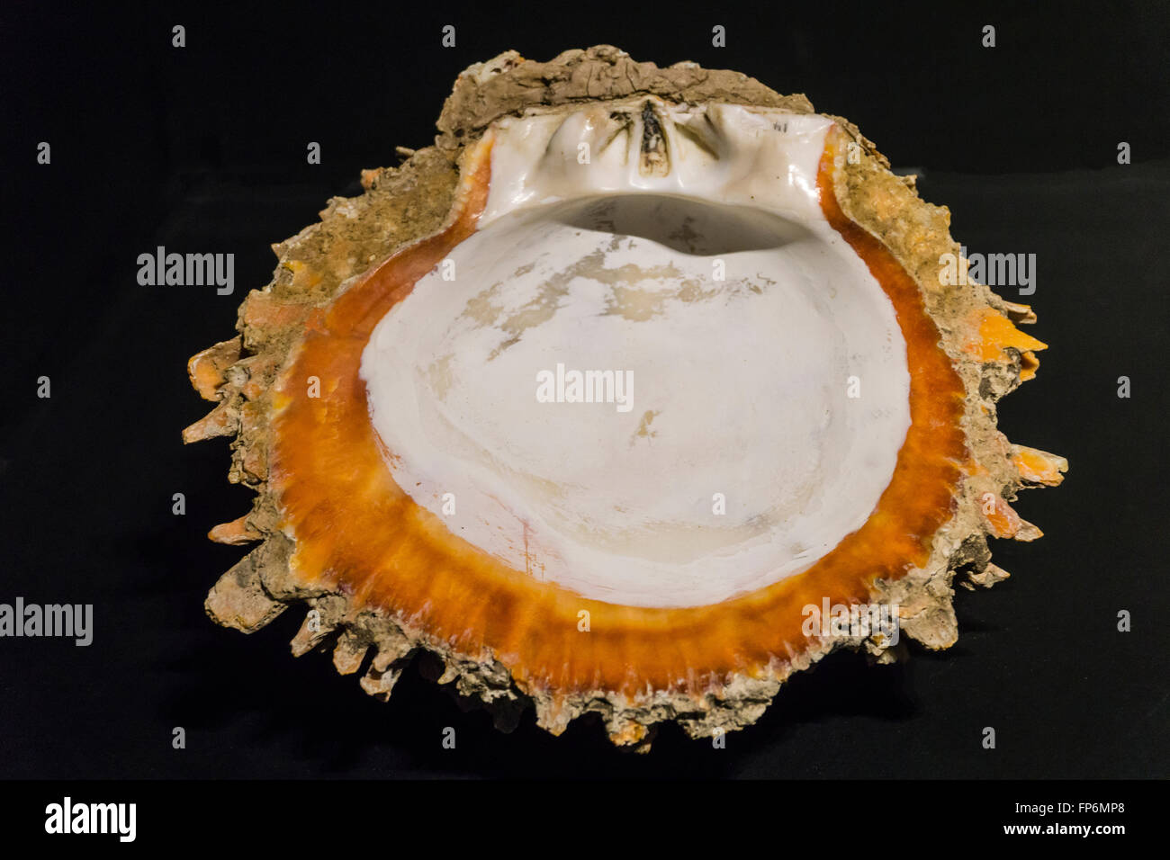 Museum of Pachacamac. Spondylus shells. Pre-Columbian offerings. Lima ...