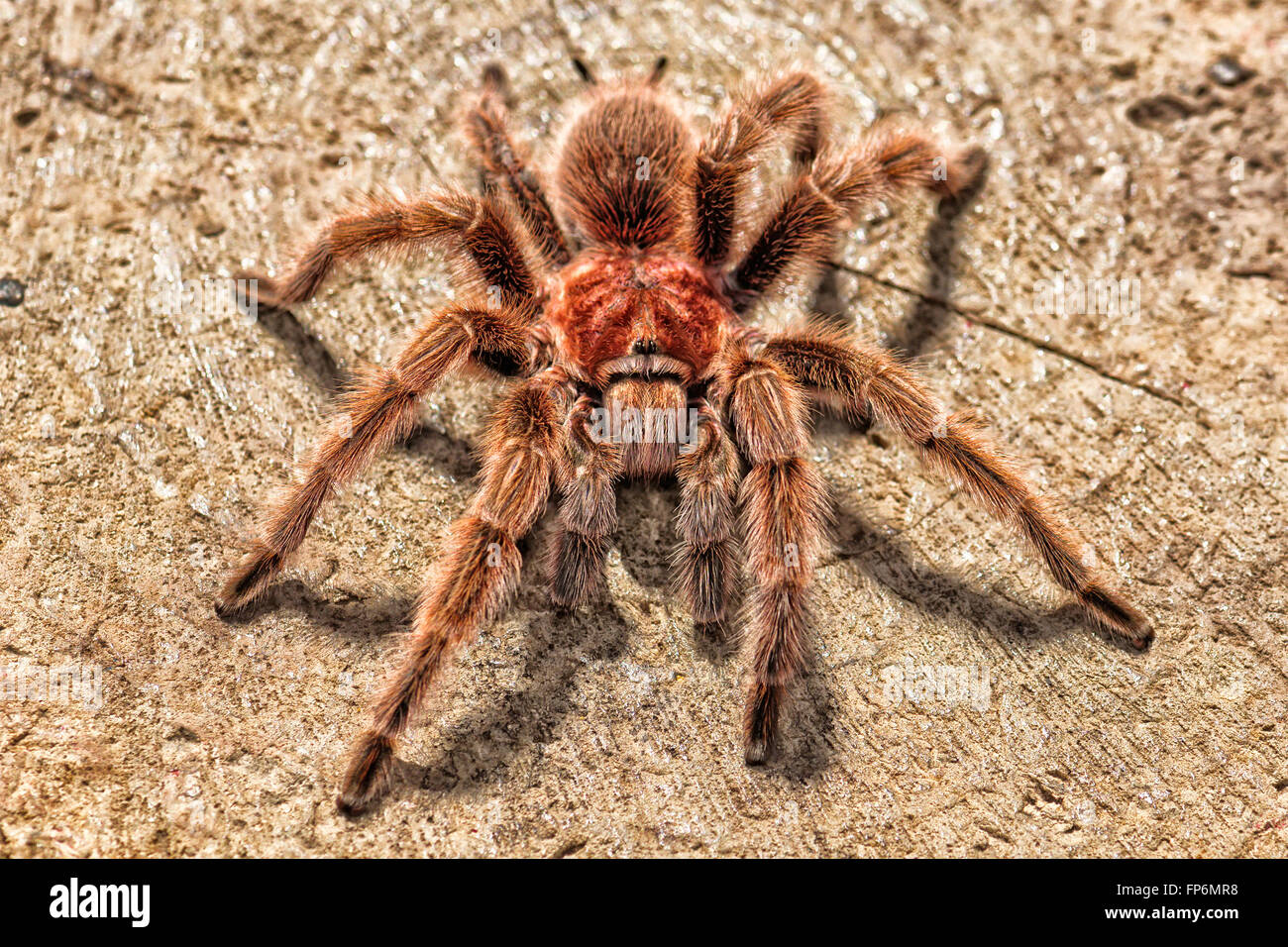 Burrow cross section hi-res stock photography and images - Alamy