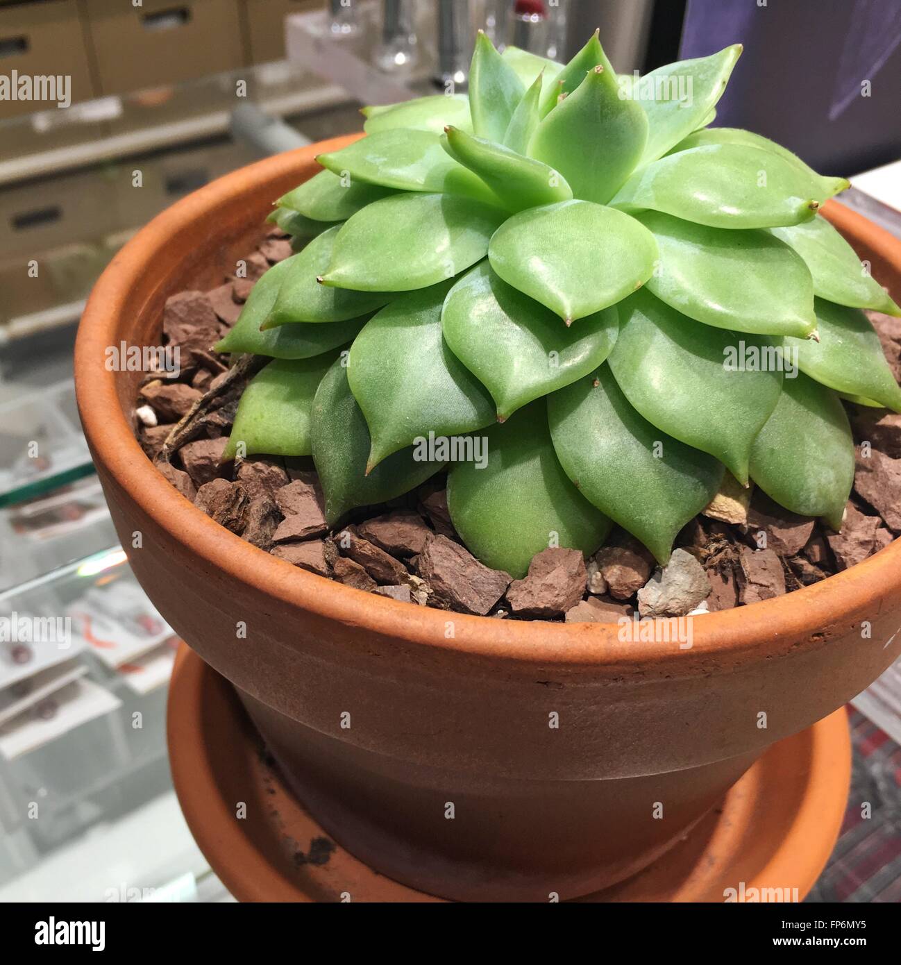 Succulent plant in terracotta clay pot on a glass counter Stock Photo ...