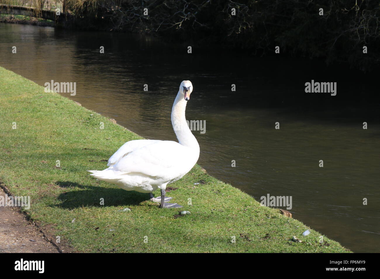 Swan poses hi-res stock photography and images - Alamy