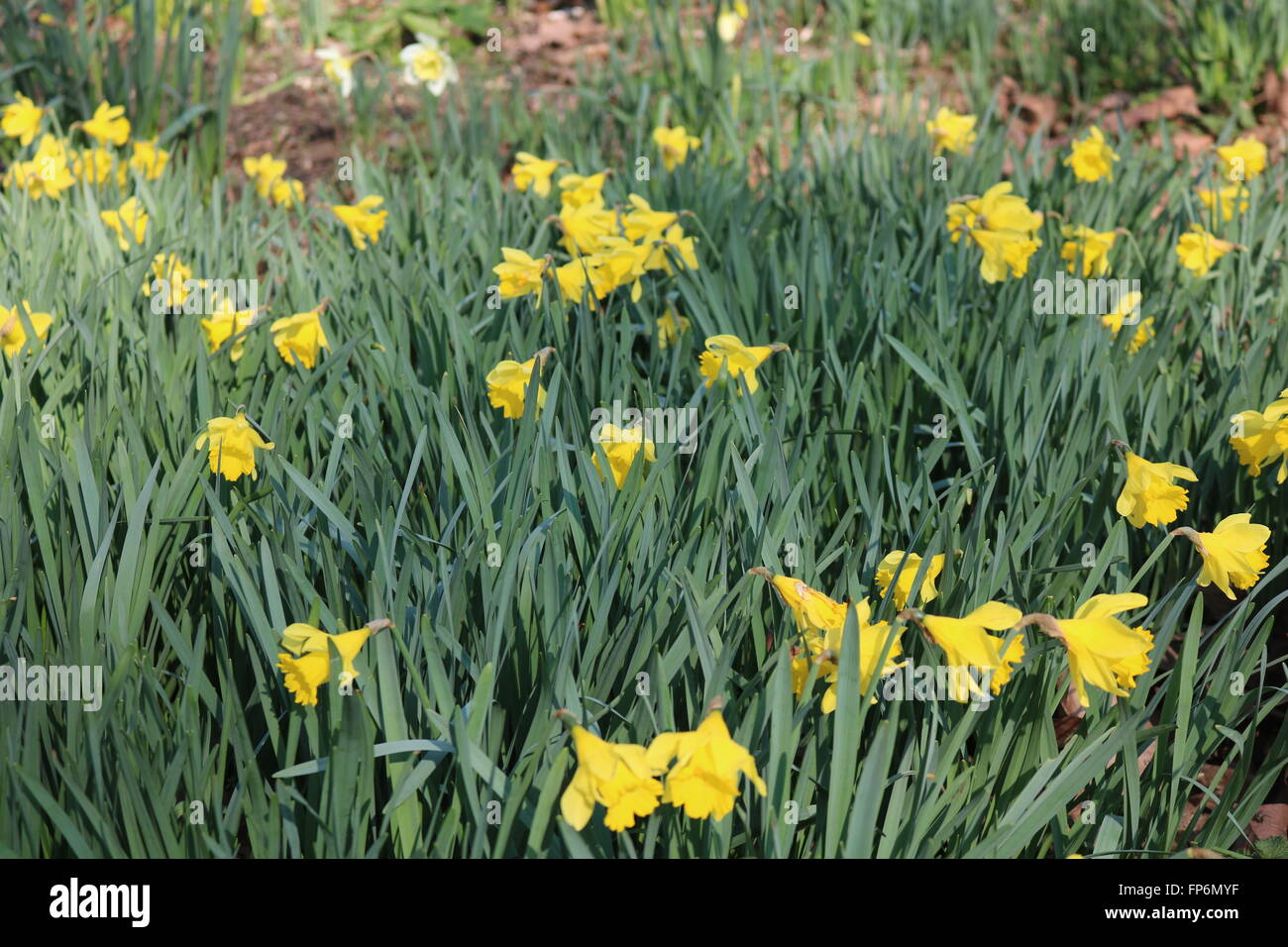 Dying daffodils hi-res stock photography and images - Alamy
