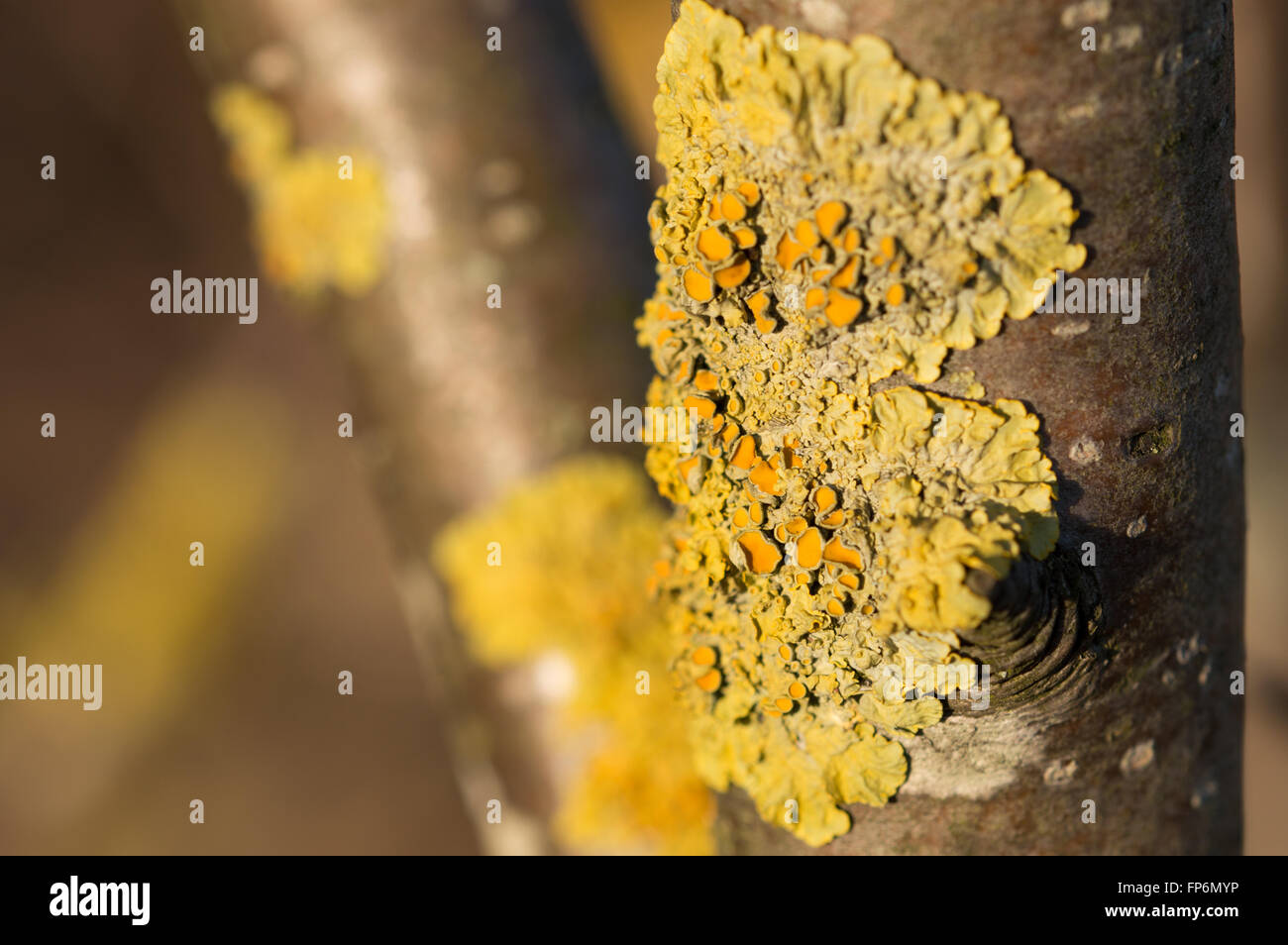 Golden lichen tree hi-res stock photography and images - Alamy