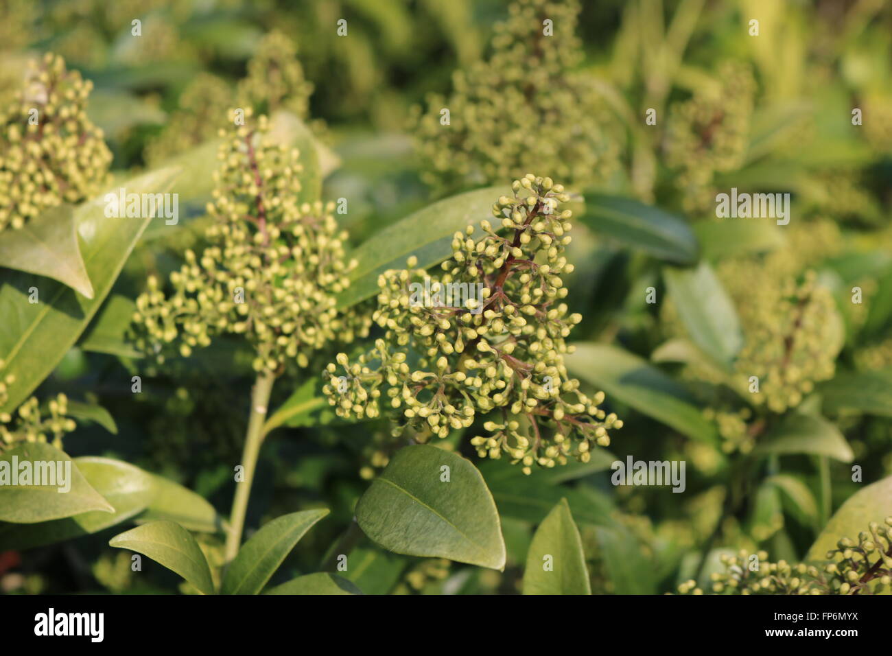 A skimmia plant, Japonica Rubella, near Romsey, Hampshire Stock Photo ...