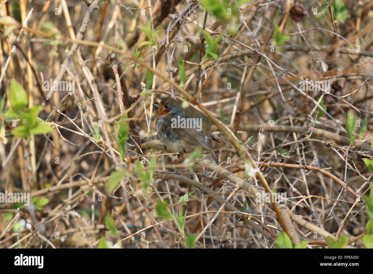 A robin hiding in bushes Stock Photo - Alamy