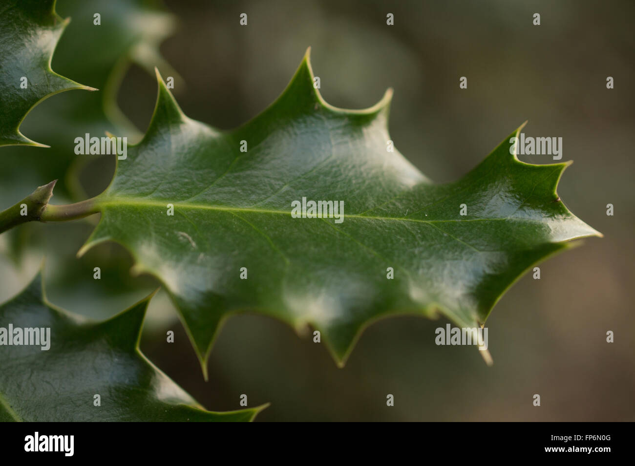 Holly leaf hi-res stock photography and images - Alamy