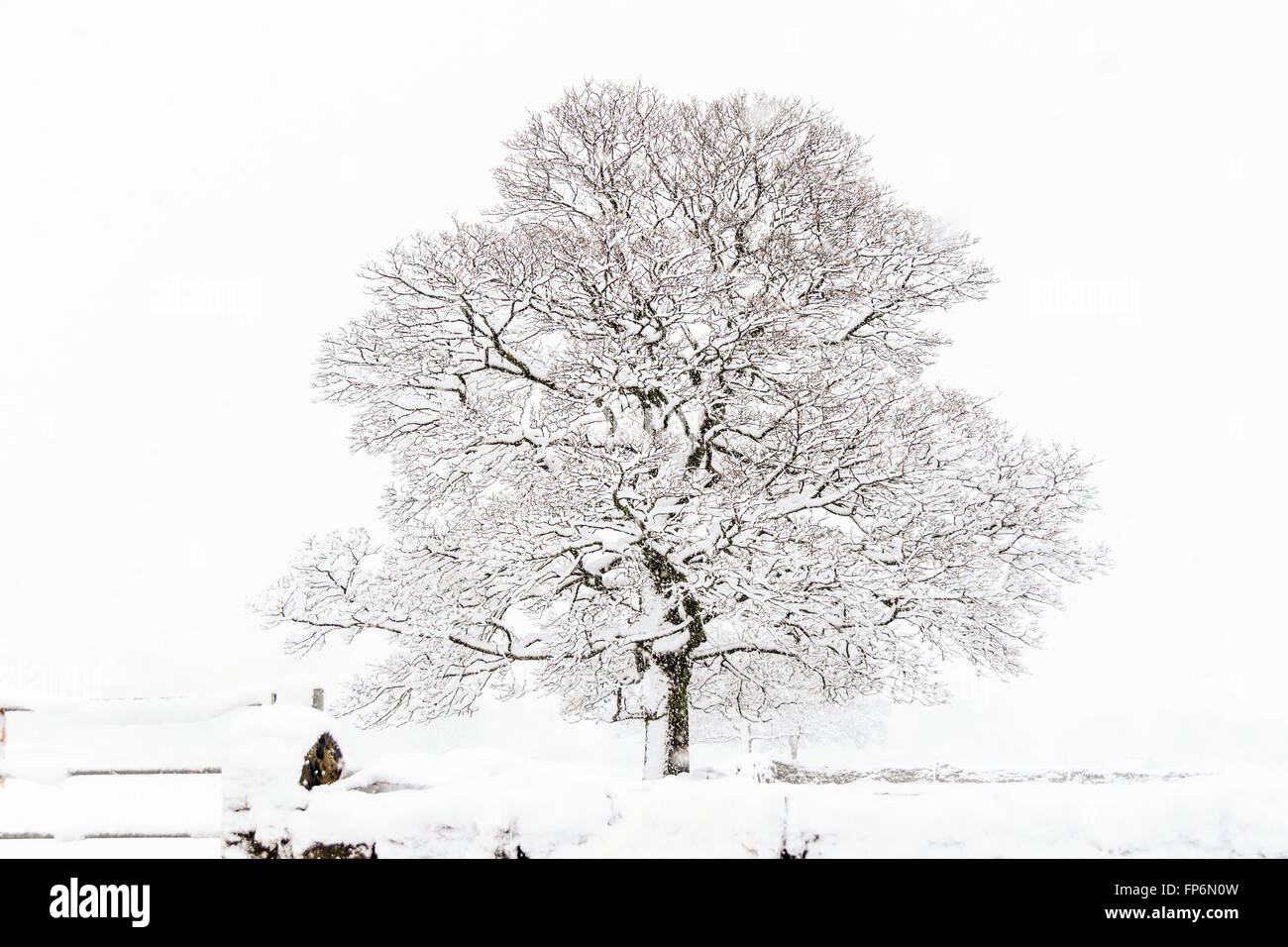 A beautiful tree in winter with snow Stock Photo - Alamy
