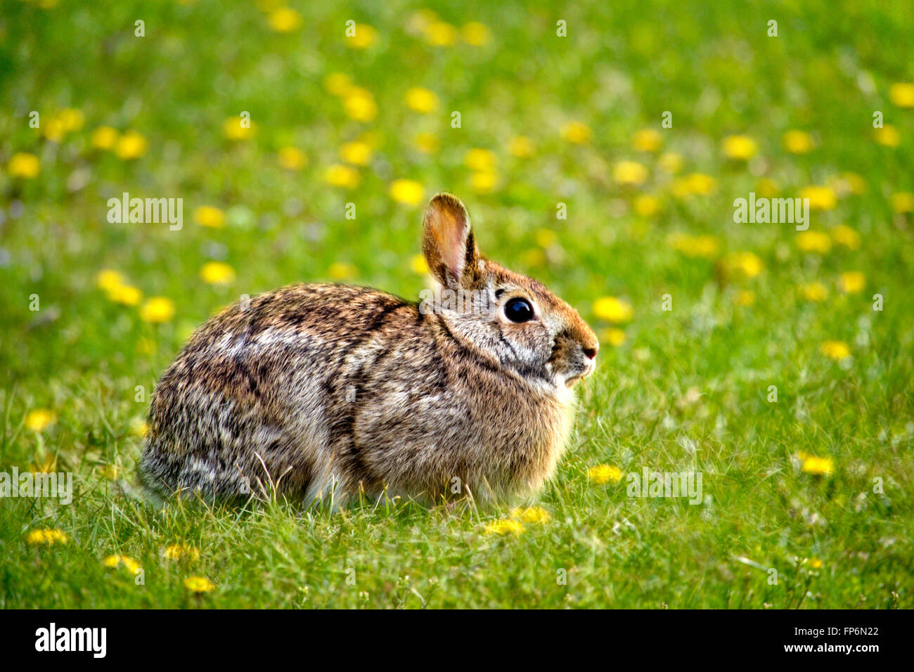 Eastern cottontail rabbit close up hi-res stock photography and images ...