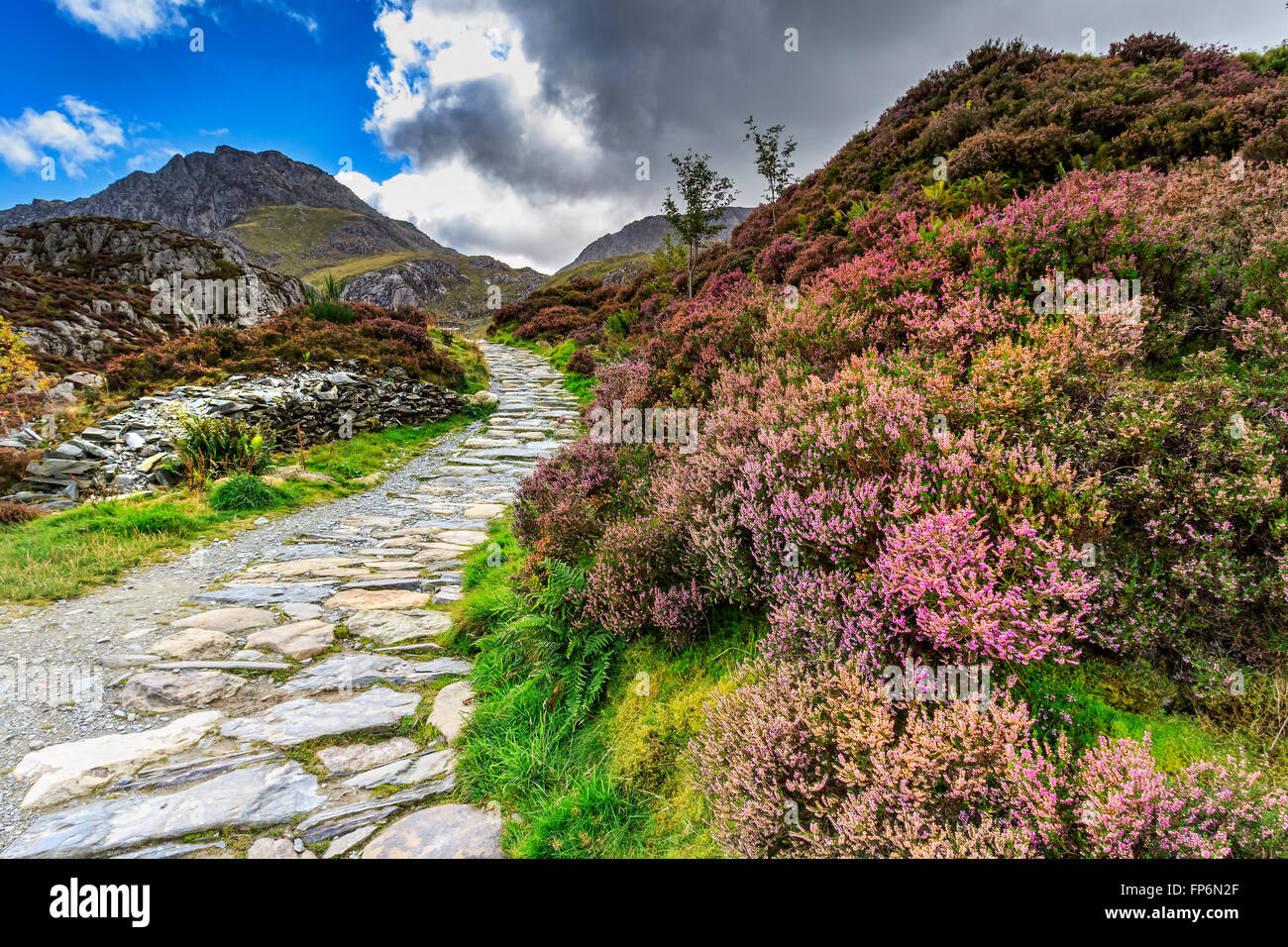 Snowdonia flower hi-res stock photography and images - Alamy